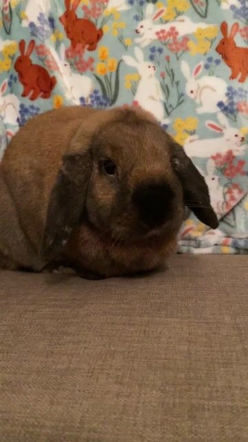 Petition · End the Sale of Rabbits at Petco Stores Nationwide - United ...