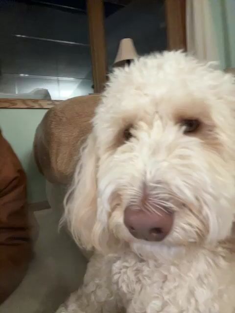 Petition · Save Matoska Dog Beach - White Bear Lake, United States ...