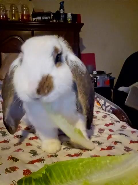 Petition · End the Sale of Rabbits at Petco Stores Nationwide - United ...