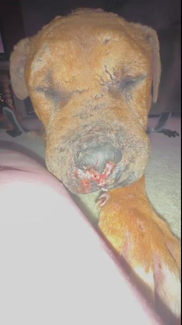 Petition · Strengthen Laws and Penalties for Dog Fighting and Animal ...